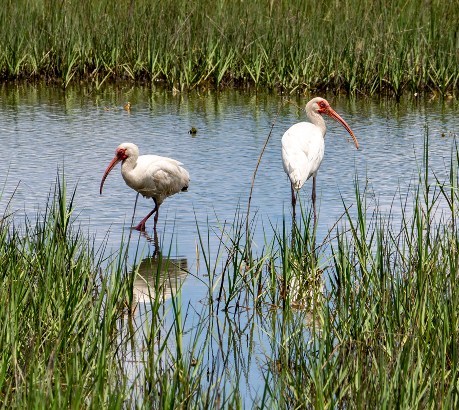 Birdwatching on North Carolina’s Bogue Banks