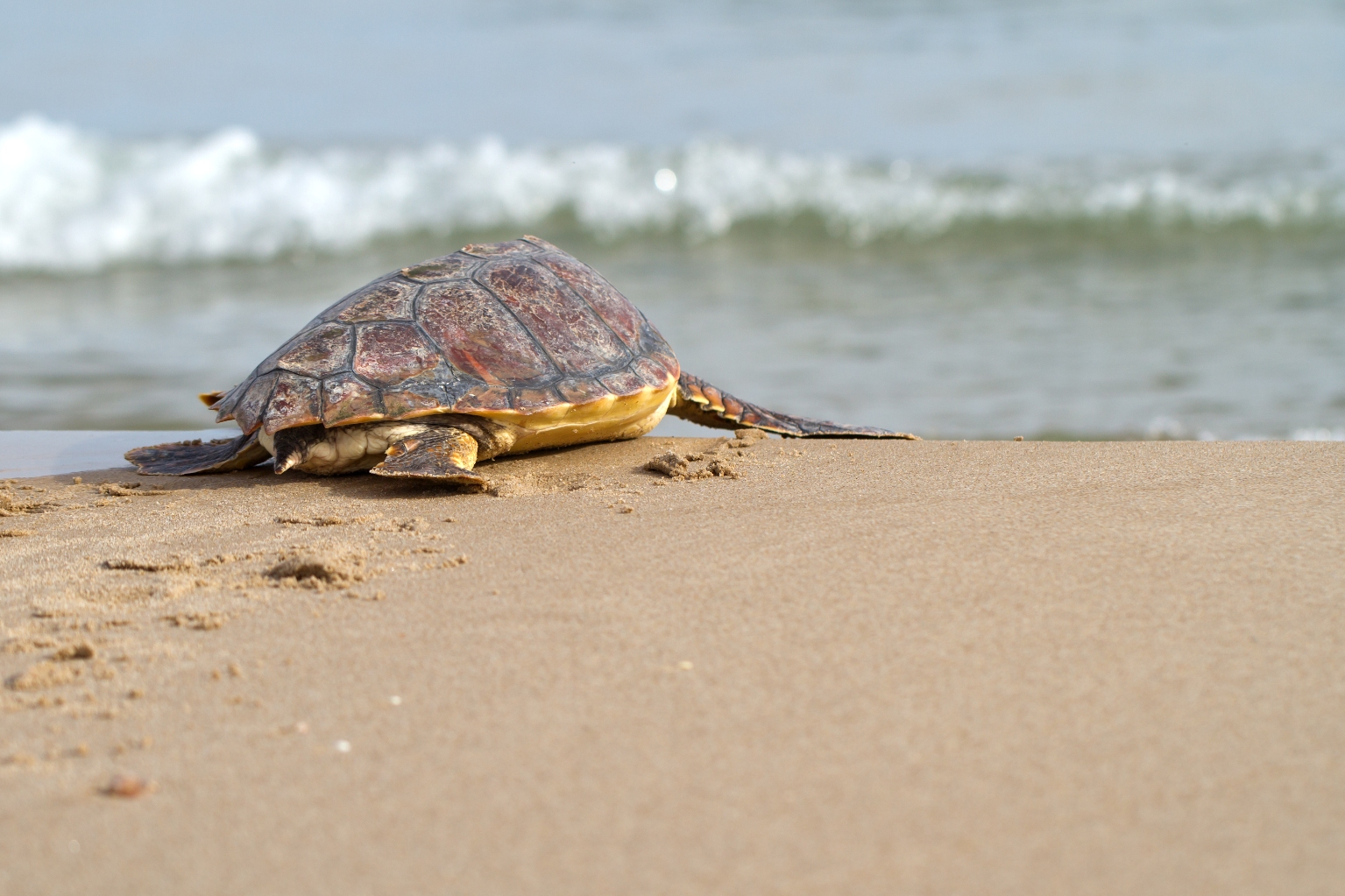 Journey Out to Sea: The Loggerhead Sea Turtles