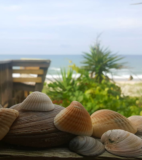 Best Shelling Beaches in North Carolina’s Outer Banks - Emerald Isle Realty