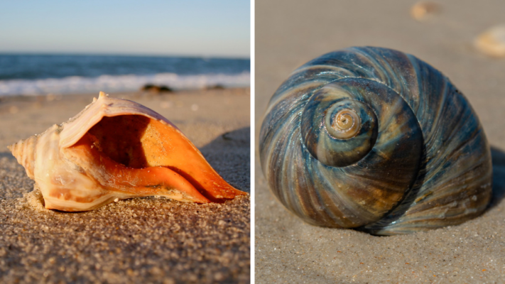 Best Shelling Beaches in North Carolina’s Outer Banks - Emerald Isle Realty