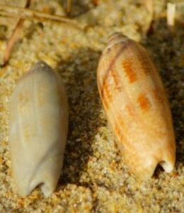 Best Shelling Beaches Along North Carolina’s Outer Banks