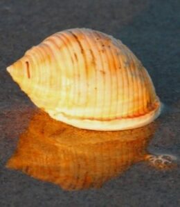 Best Shelling Beaches Along North Carolina’s Outer Banks