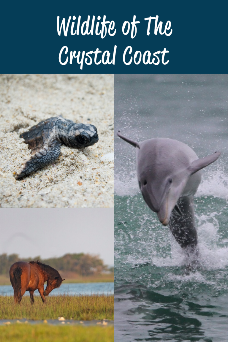 Discover the Wildlife of North Carolina's Crystal Coast
